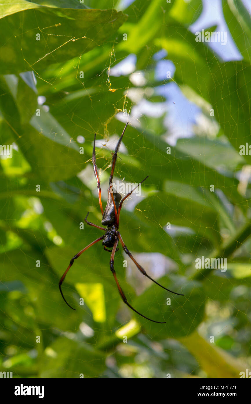 Golden orb weaver spider hi-res stock photography and images - Alamy