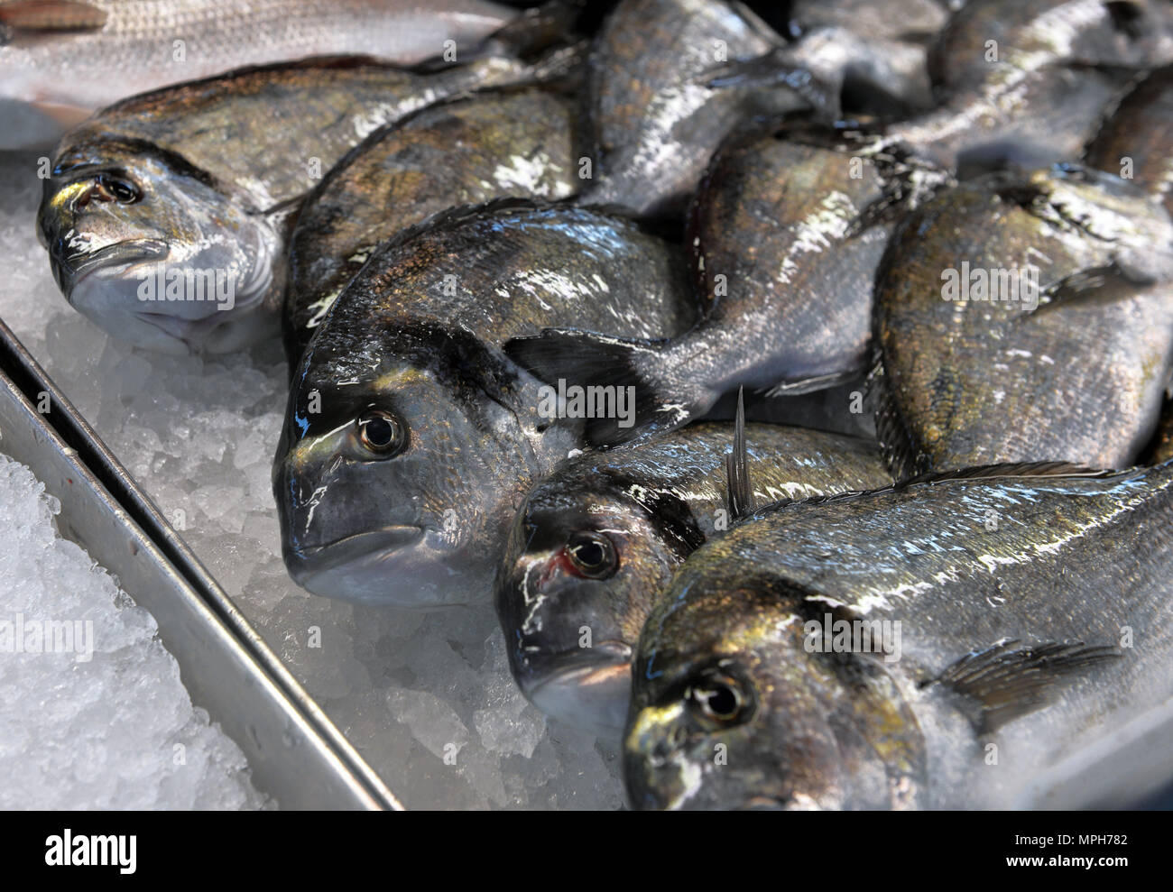 Crabs showcase hi-res stock photography and images - Alamy