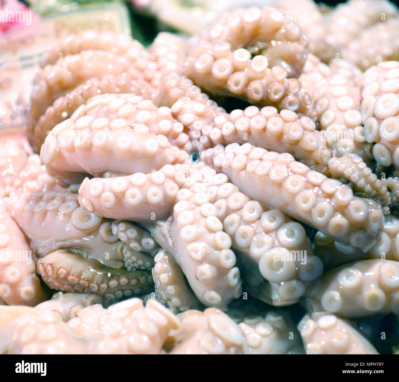 octopus on display at the fish market Stock Photo - Alamy