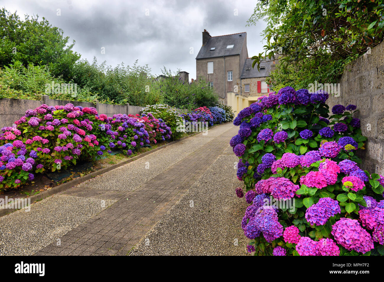 Blue Hydrangea Fence High Resolution Stock Photography and Images - Alamy