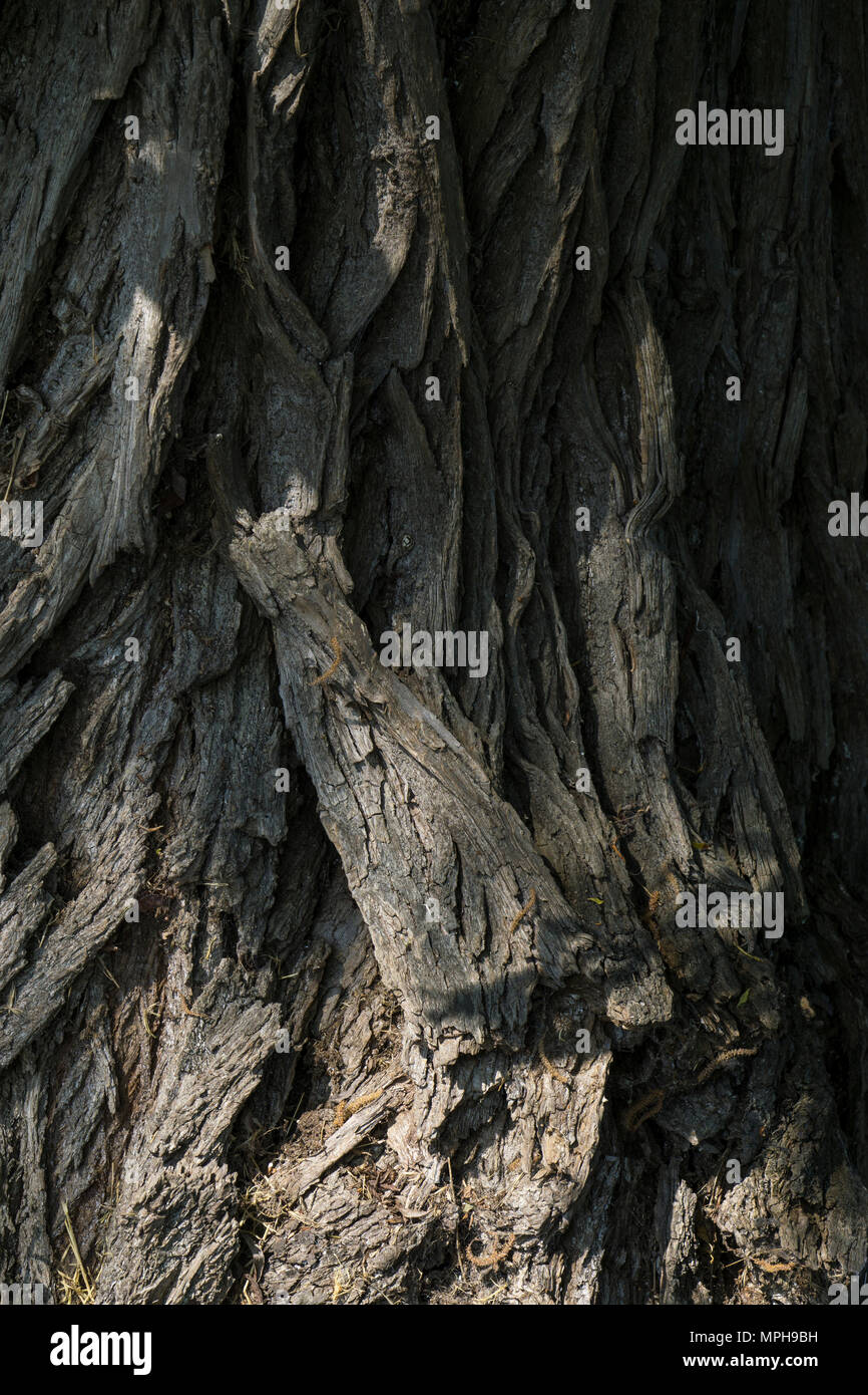Willow tree bark hi-res stock photography and images - Alamy