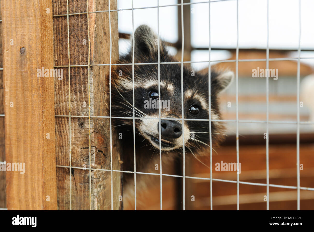 Animals in captivity. Raccoon behind bars Stock Photo - Alamy