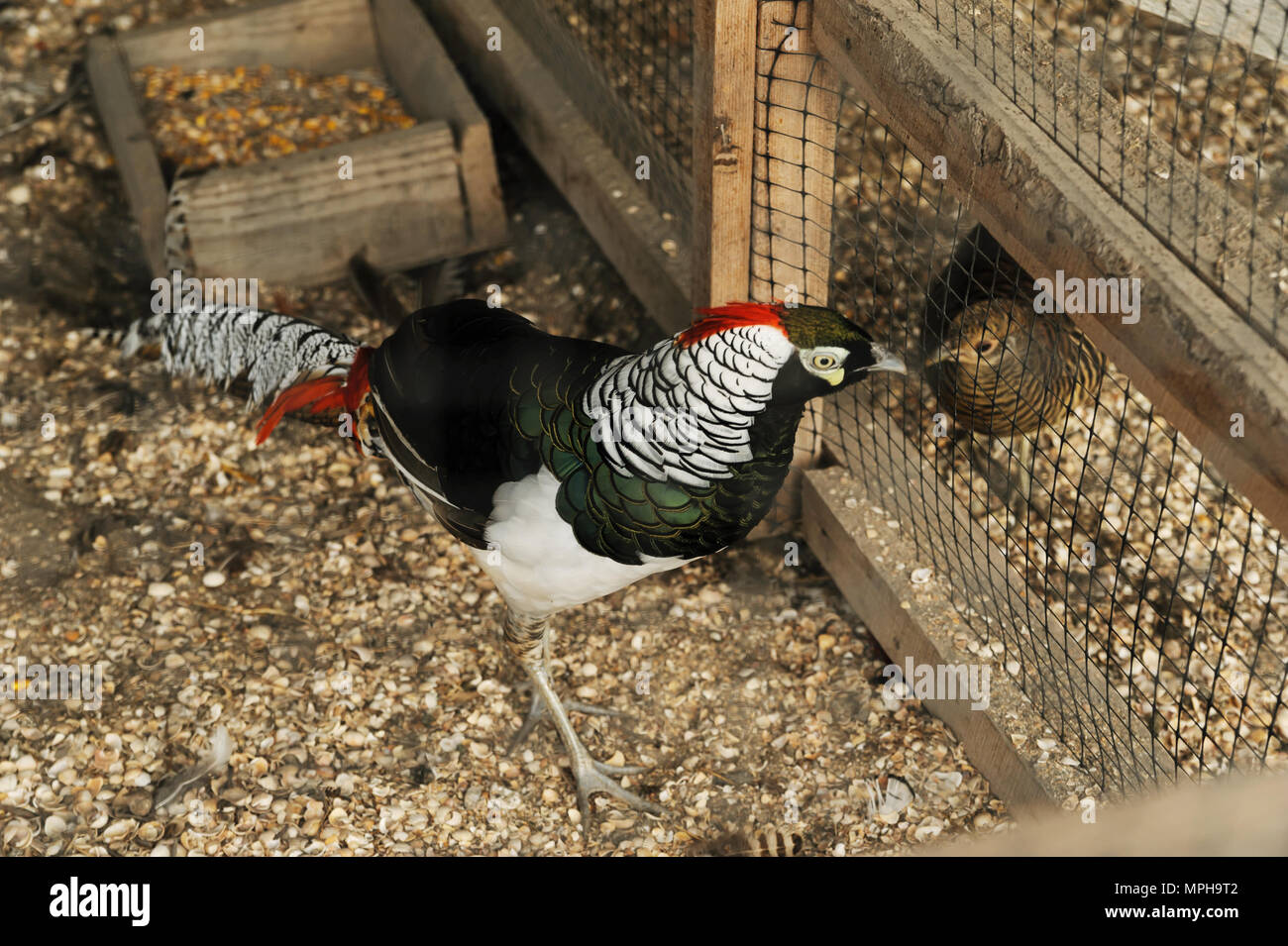 Birds in captivity. Royal pheasant. Male and female Stock Photo - Alamy