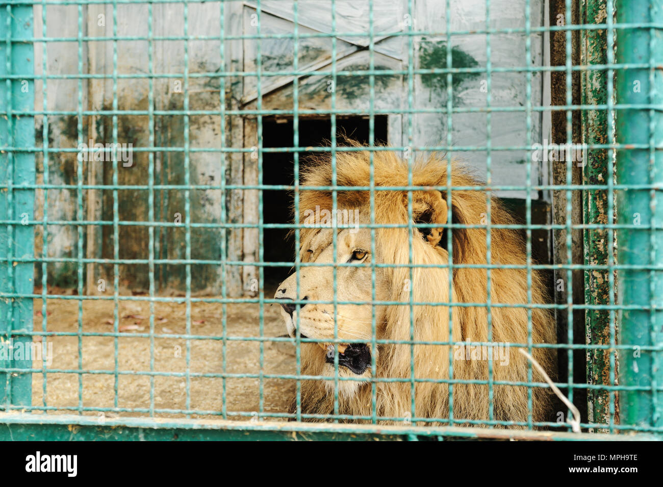 Animals in captivity. The lion is in the cell Stock Photo - Alamy
