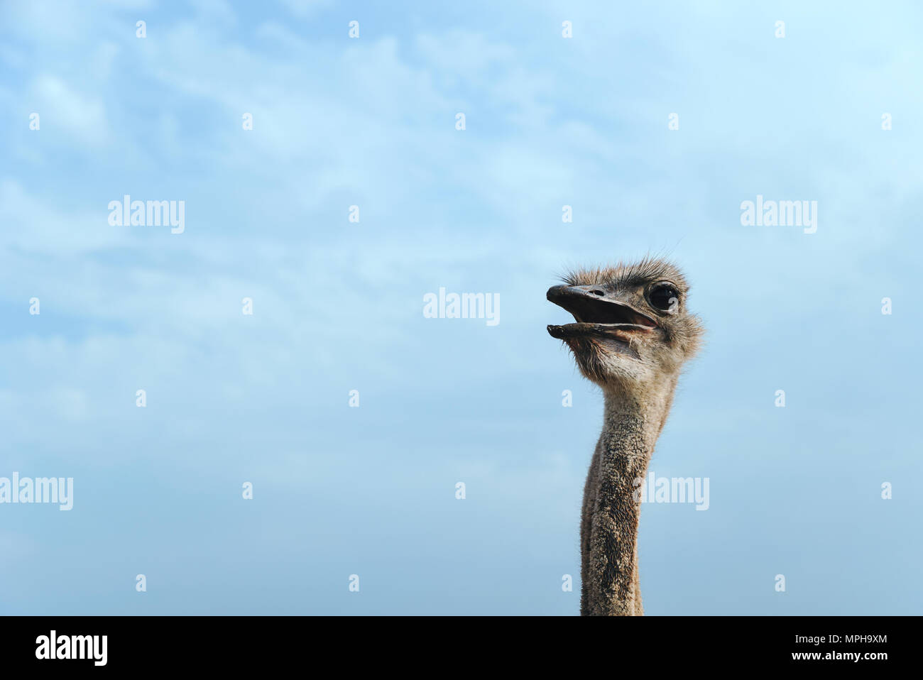 Animals in captivity. The Head of an ostrich is above the fence Stock ...
