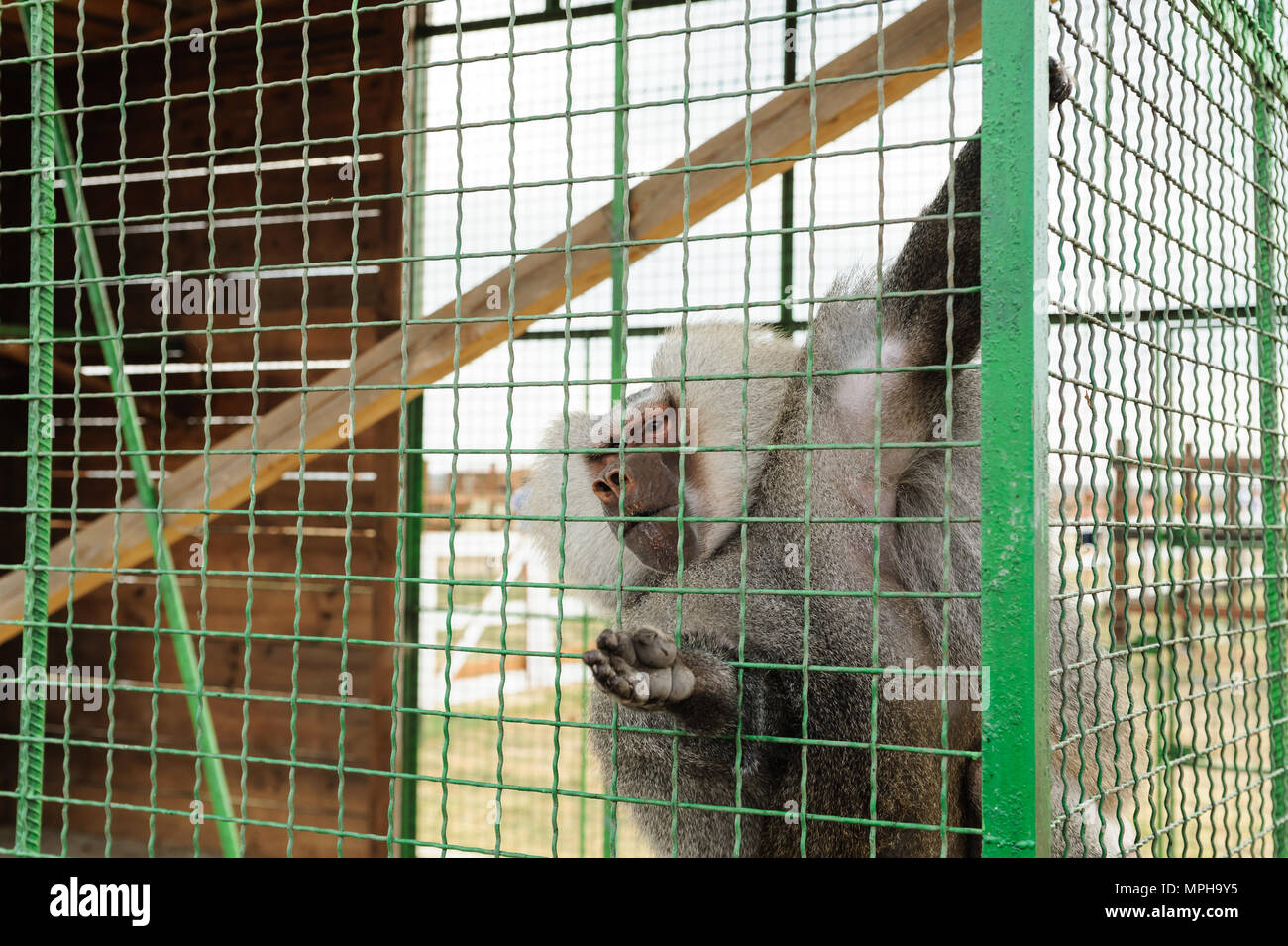 Animals in captivity. Baboon is in the cell Stock Photo - Alamy