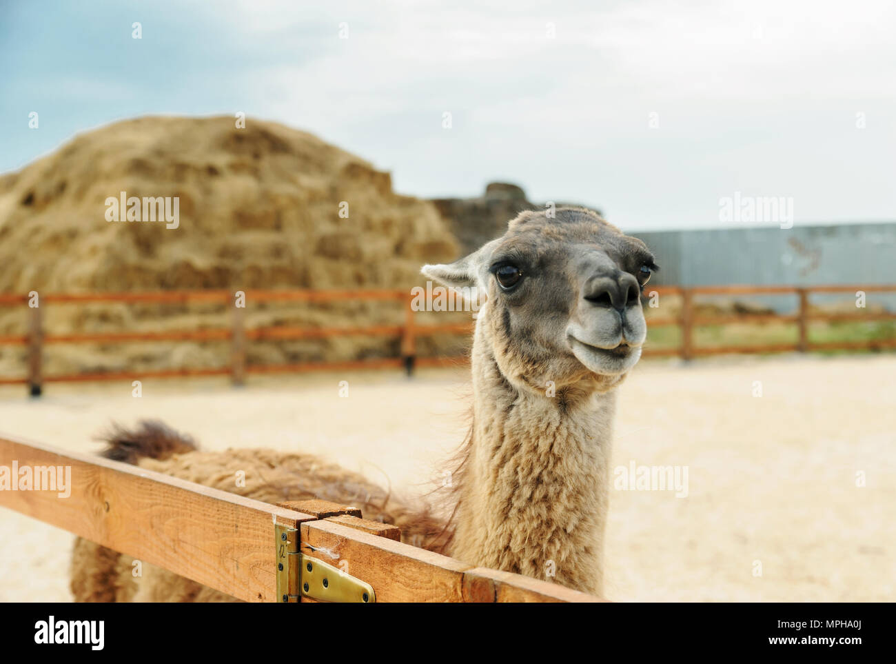 Animals in captivity. Lama is behind the fence on the background of ...