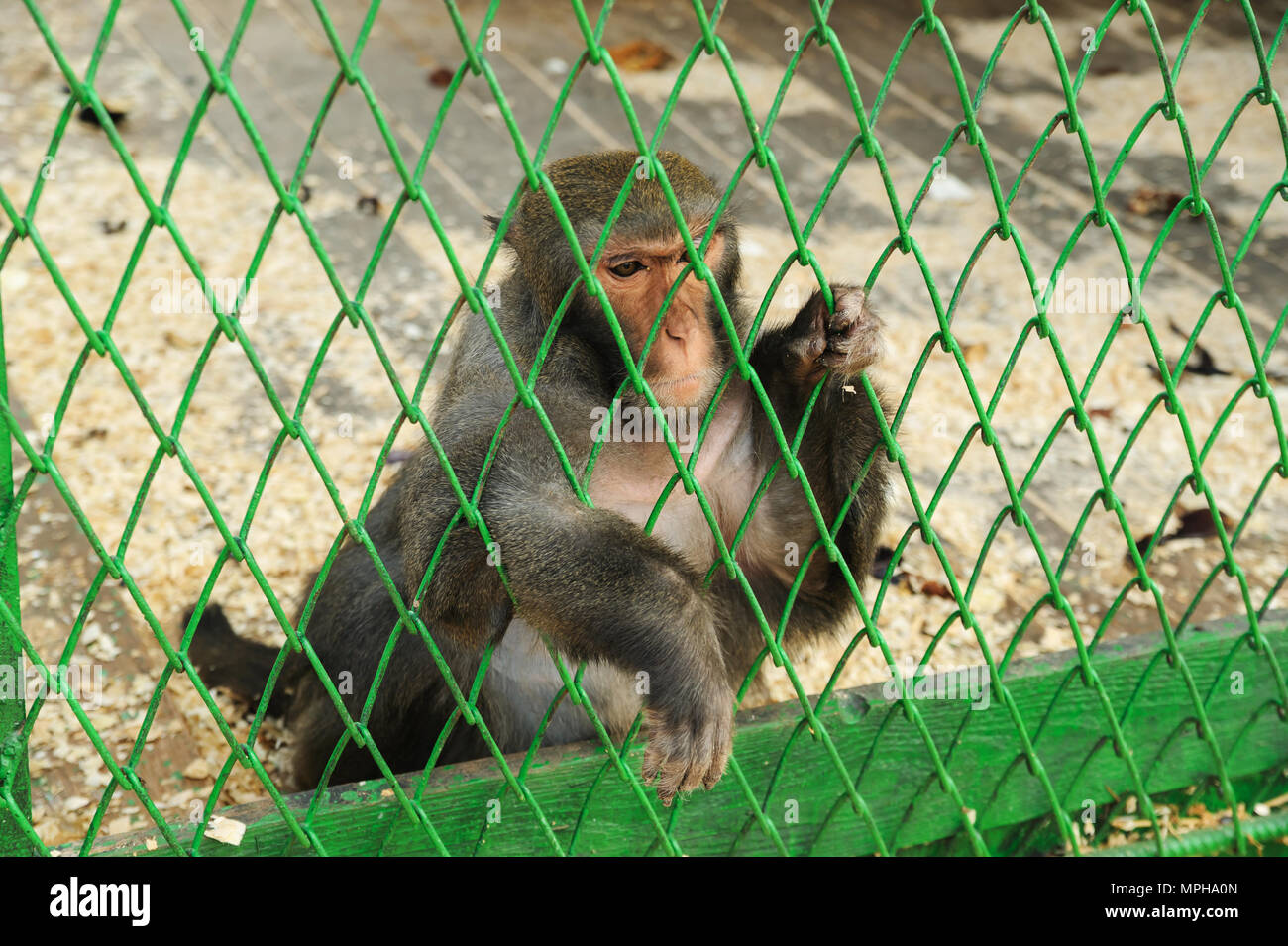Animals in captivity. Macaques are in a cage Stock Photo - Alamy