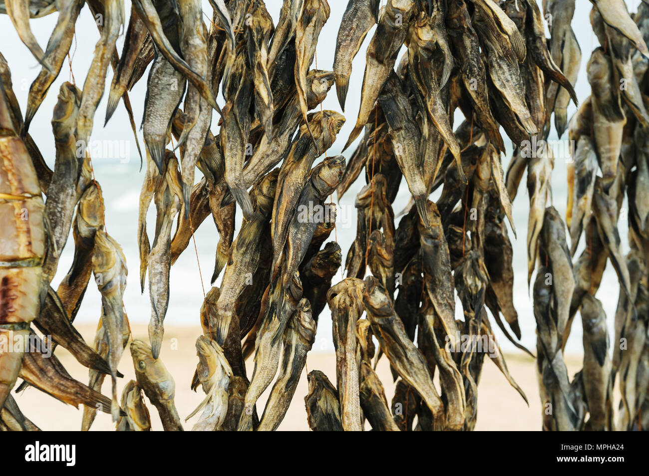 Different fish species hi-res stock photography and images - Alamy