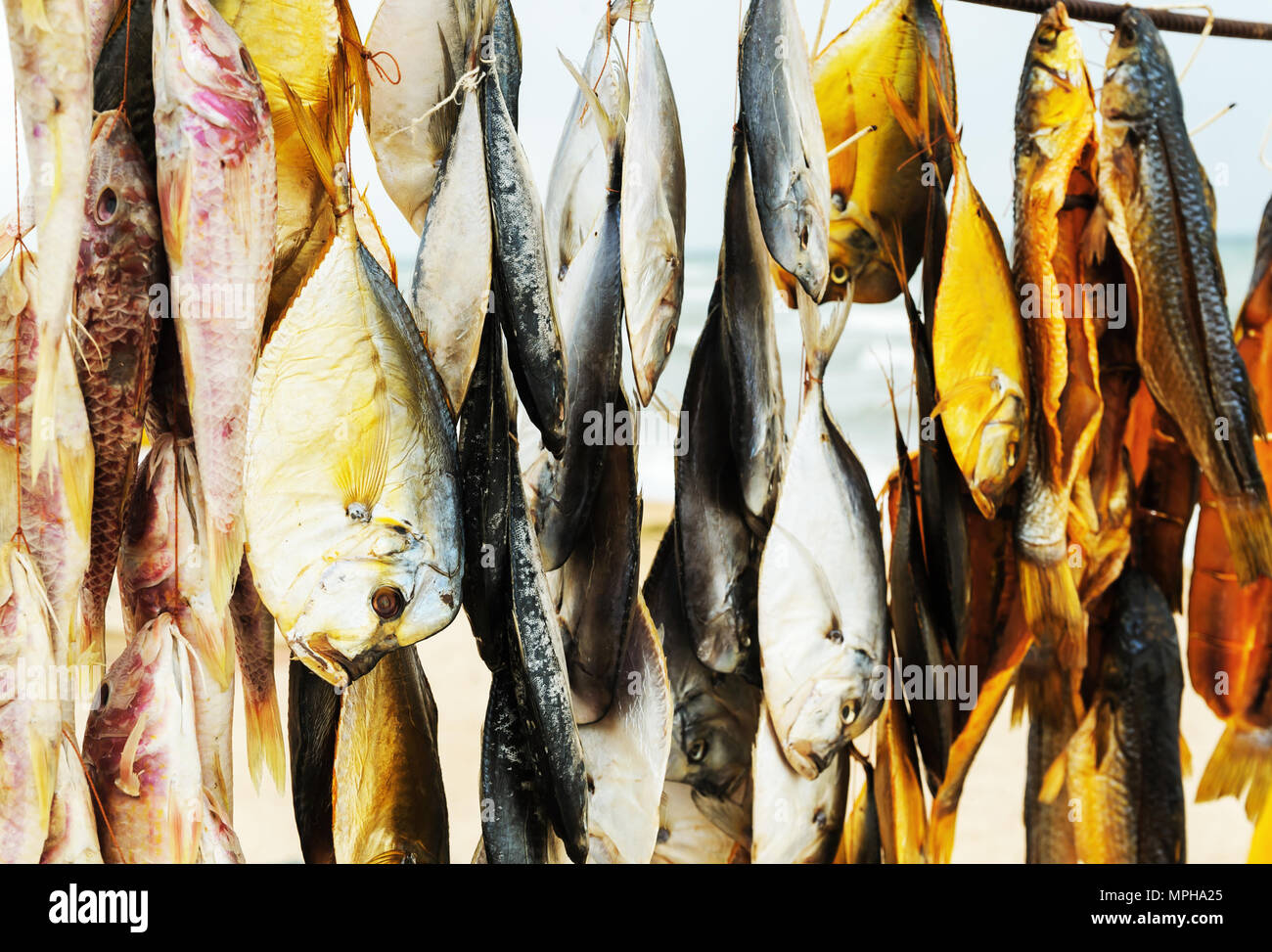 Different fish species hi-res stock photography and images - Alamy