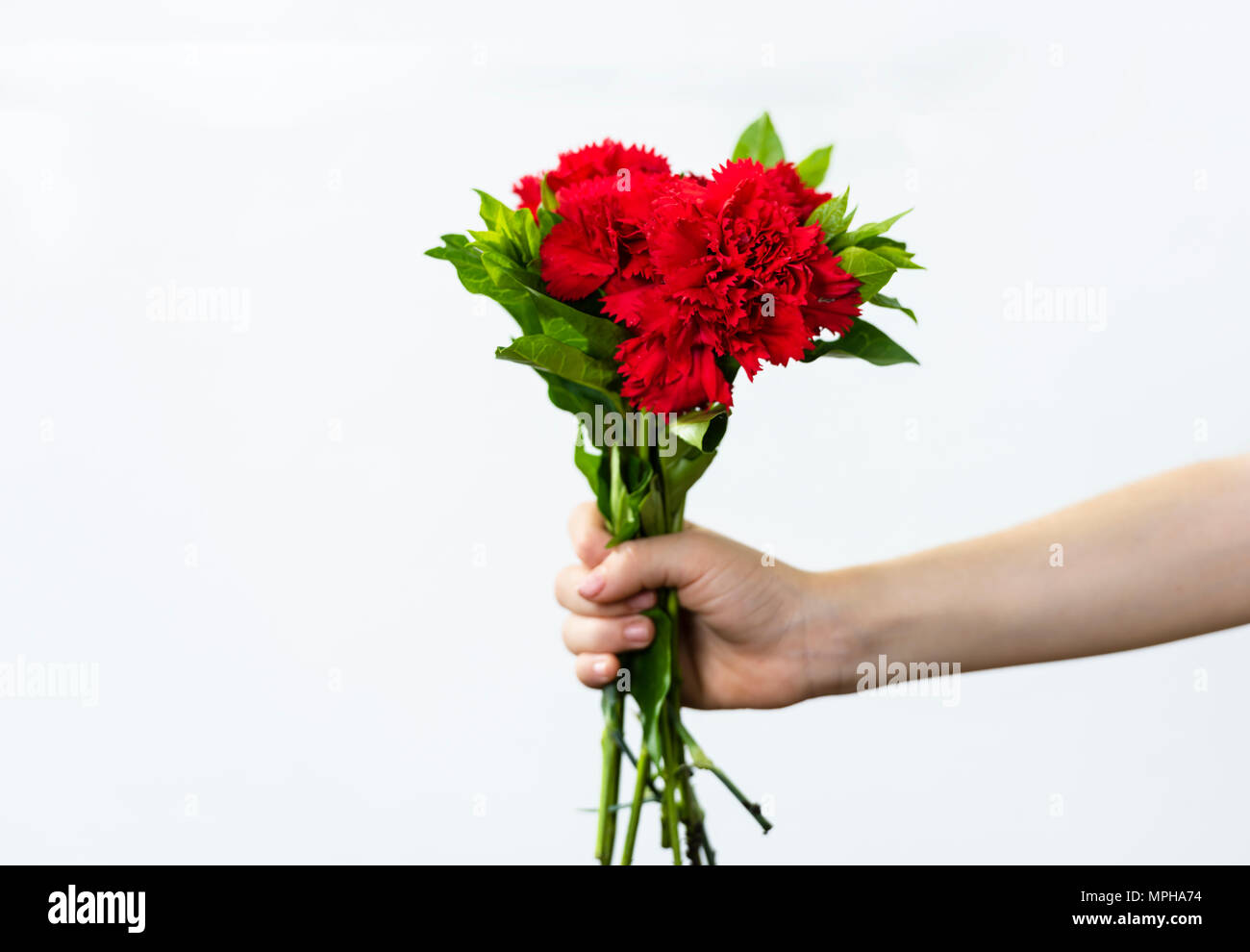 hand holding red carnation hand Stock Photo - Alamy