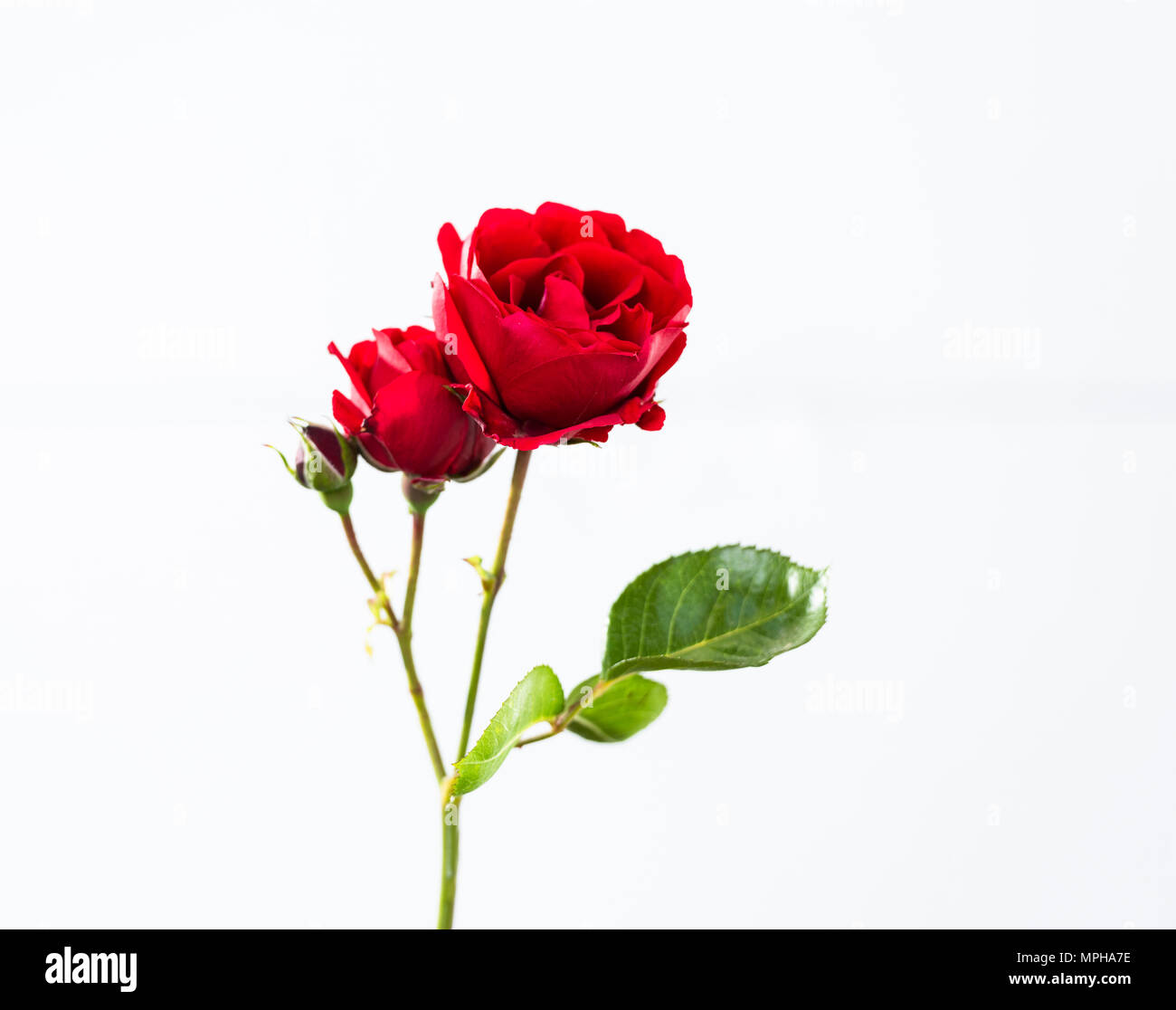 white background red rose Stock Photo - Alamy