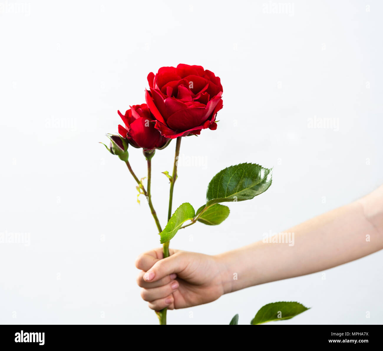 child holding a rose Stock Photo - Alamy