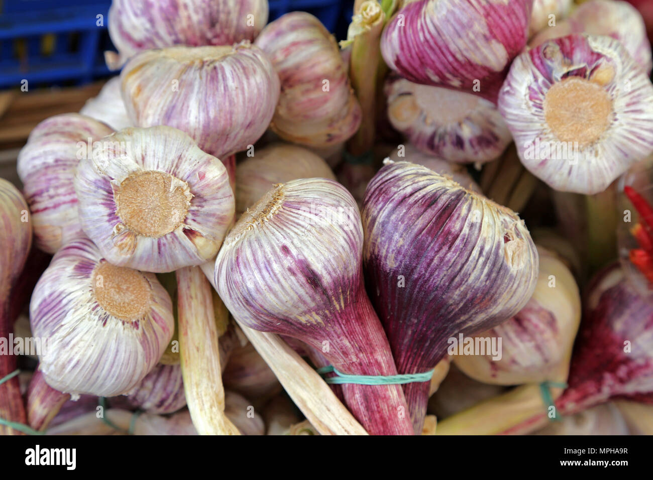 Hanging garlic string bulbs hi-res stock photography and images - Alamy