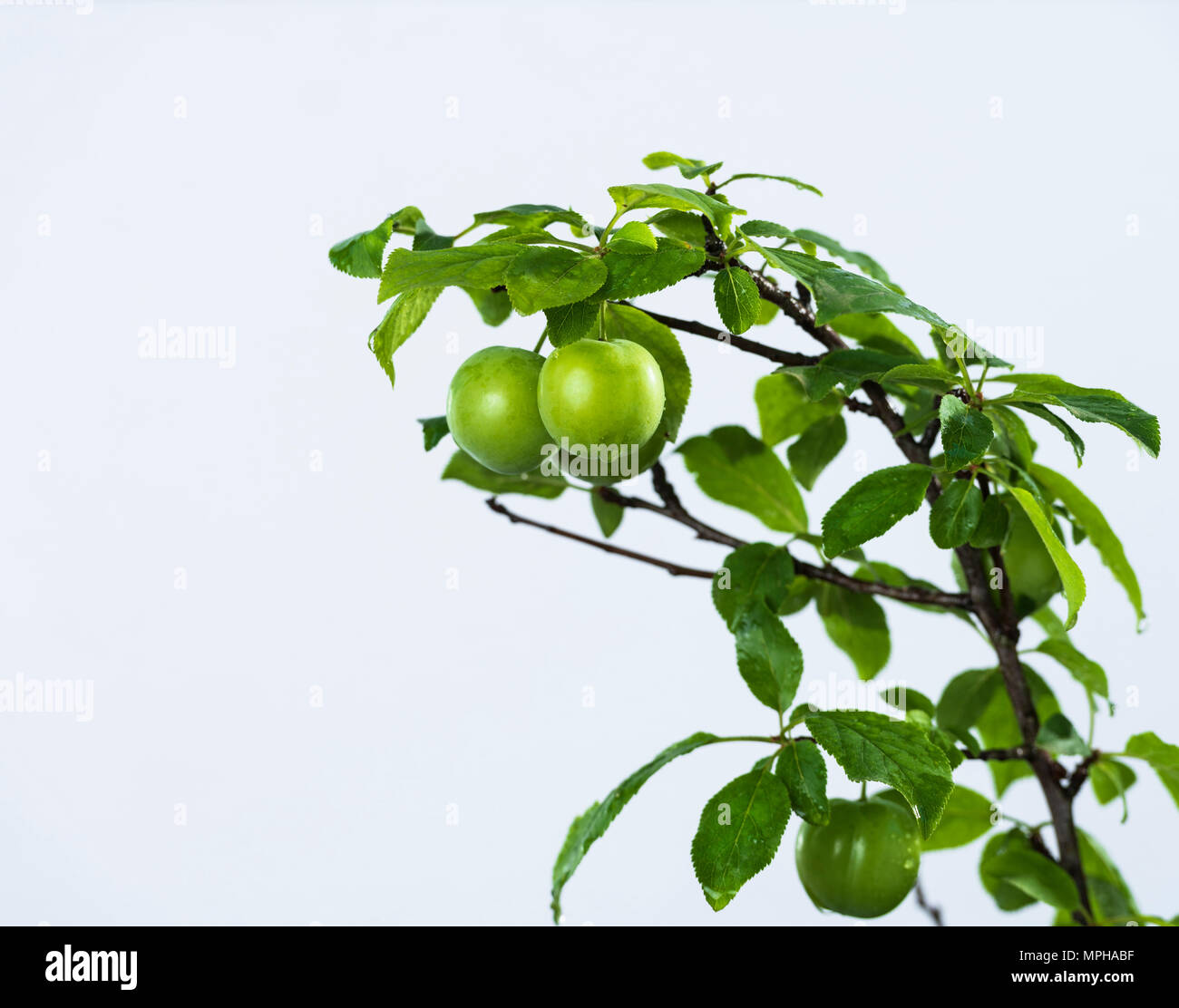 green plums in tree and background white Stock Photo - Alamy
