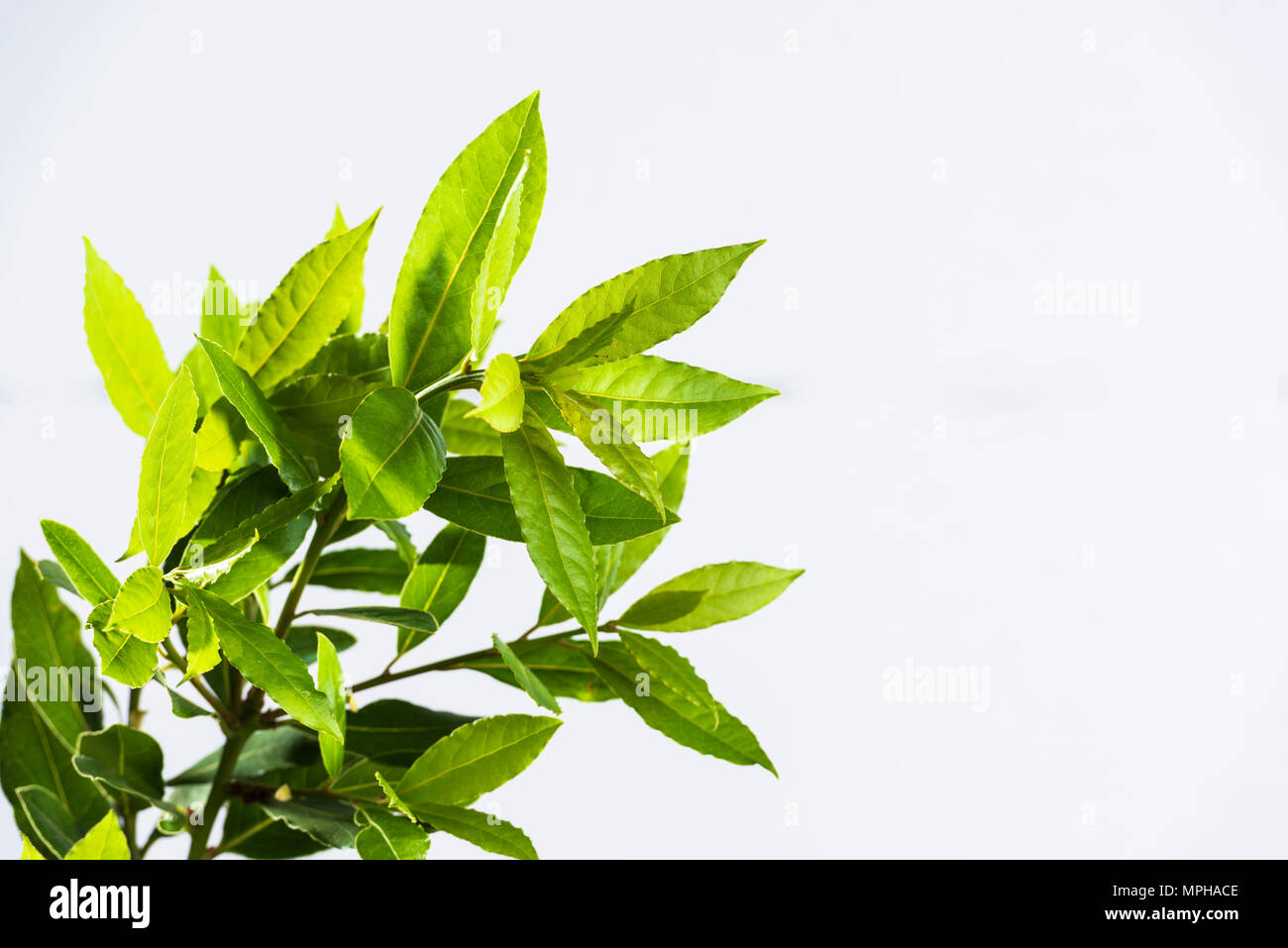 Laurel tree and fresh leaves Stock Photo - Alamy