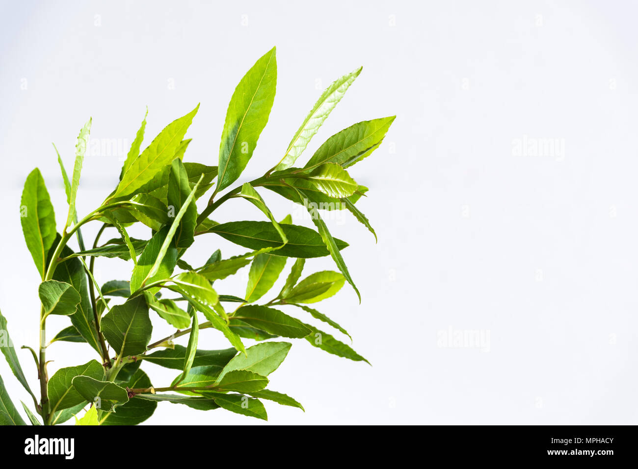 Laurel tree garden hi-res stock photography and images - Alamy