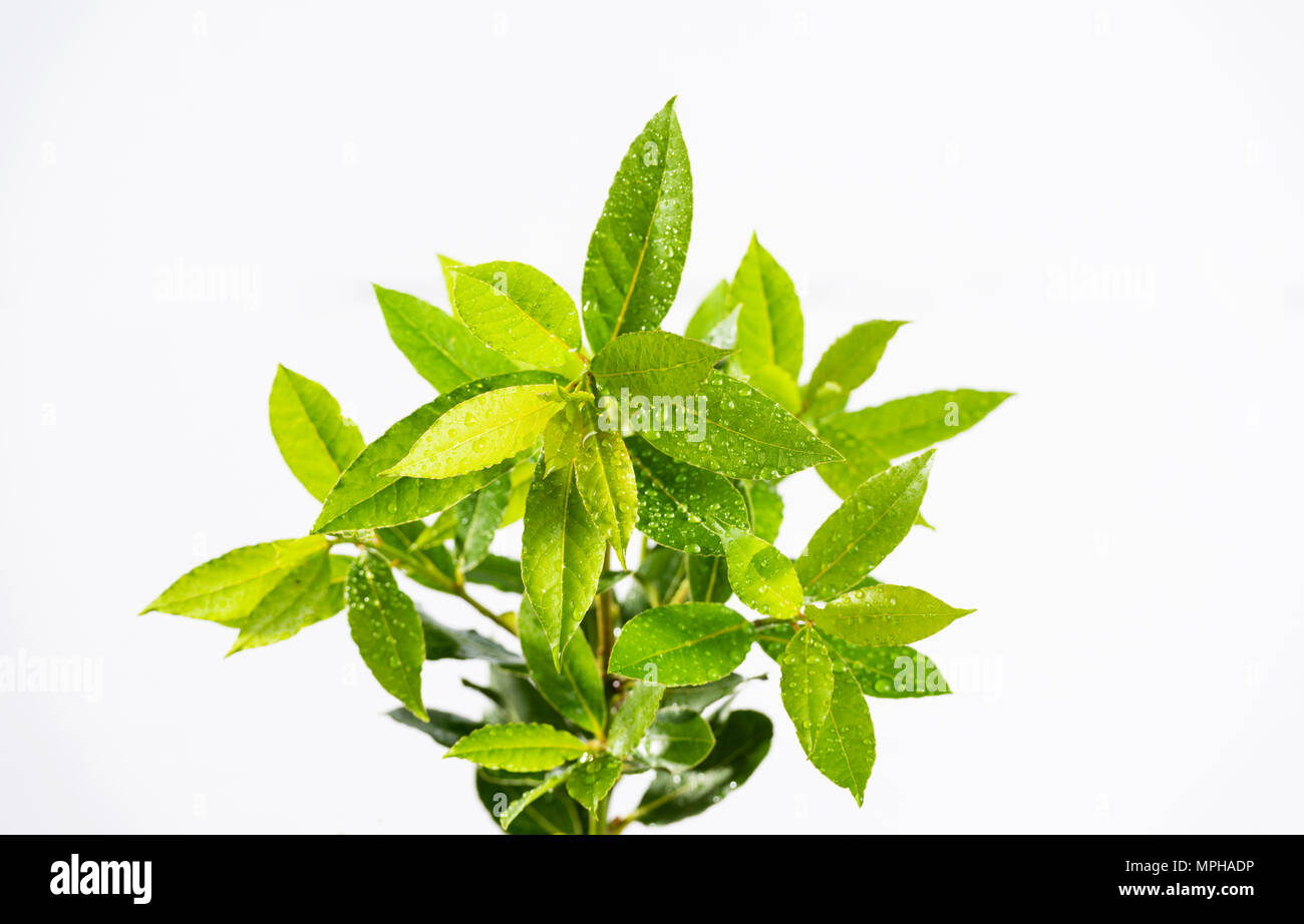 Laurel tree hi-res stock photography and images - Alamy