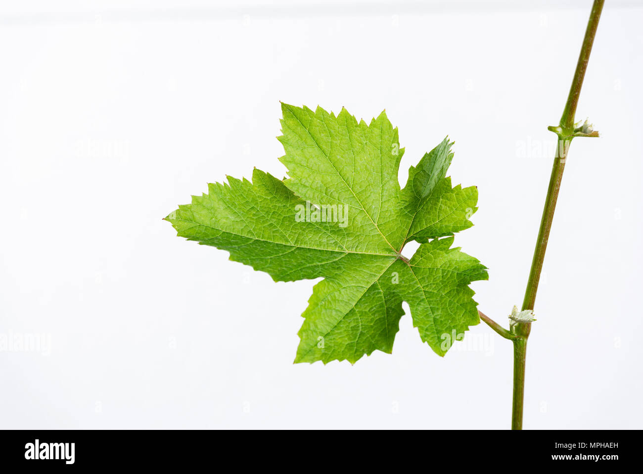 Grape vine seedling hi-res stock photography and images - Alamy