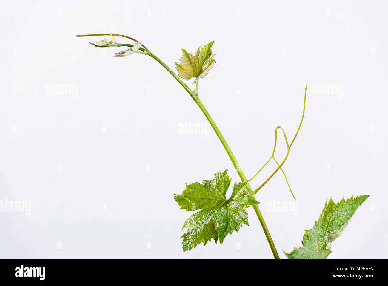 Grape vine seedling hi-res stock photography and images - Alamy