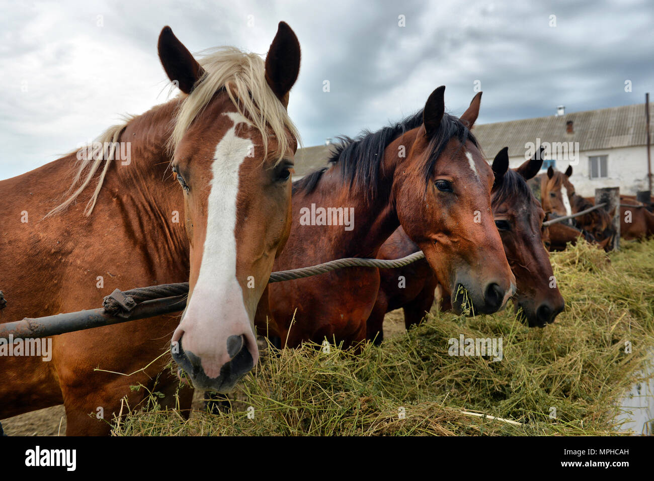 horses eating hay on the farm Stock Photo - Alamy