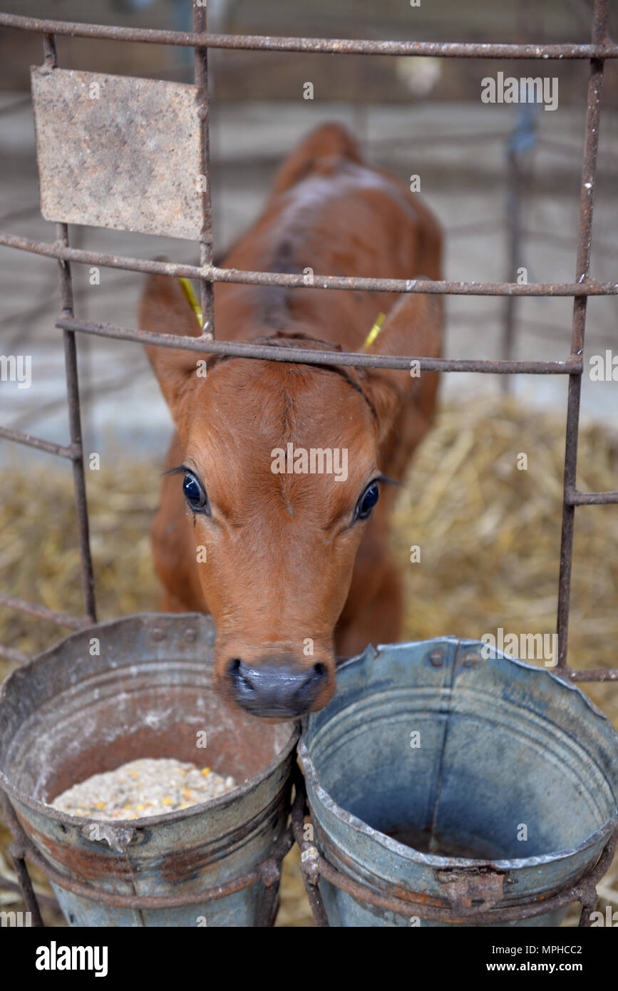 Cattle herd small calves hi-res stock photography and images - Alamy