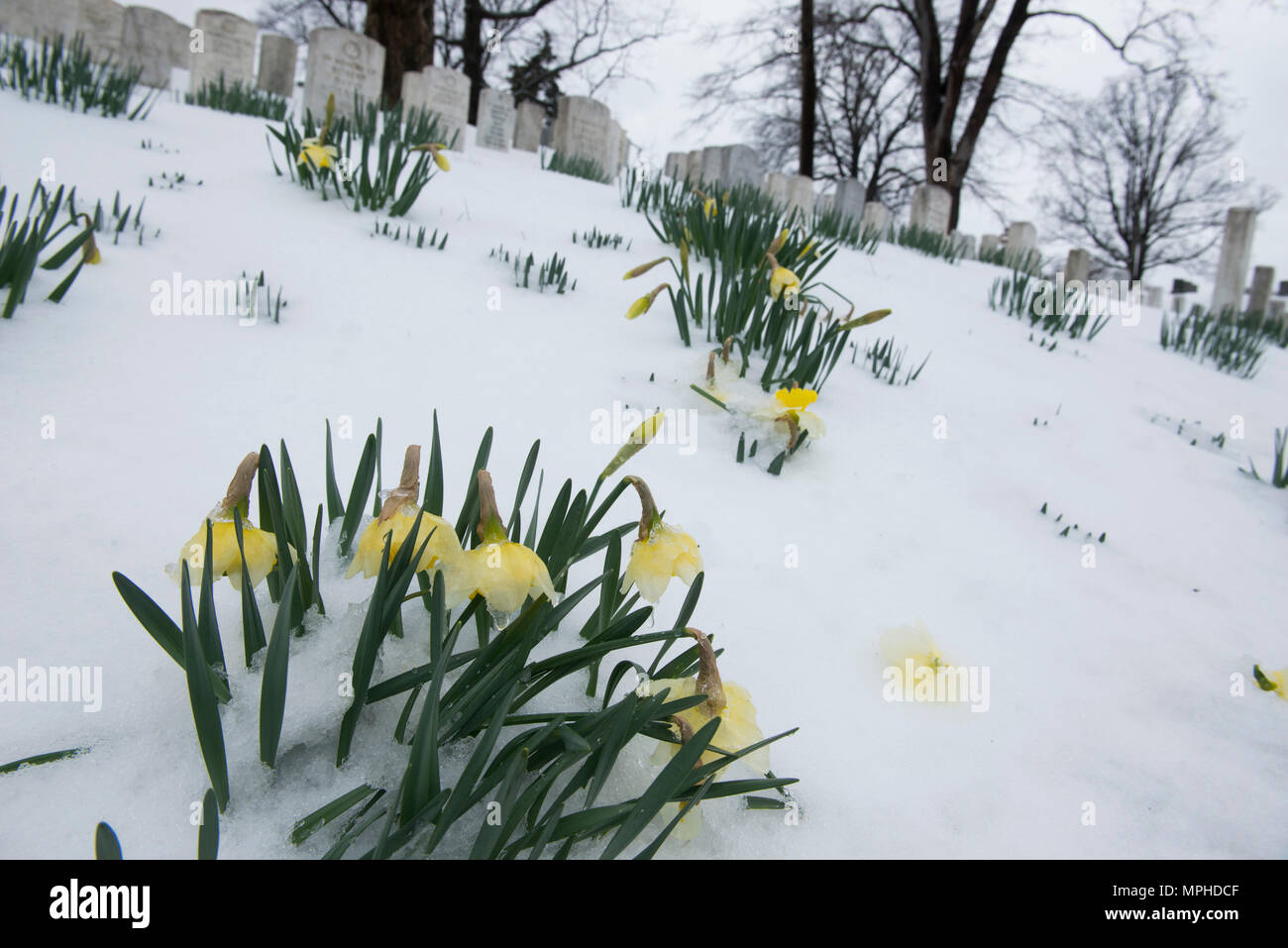 Daffodils arlington va memorial hi-res stock photography and images - Alamy