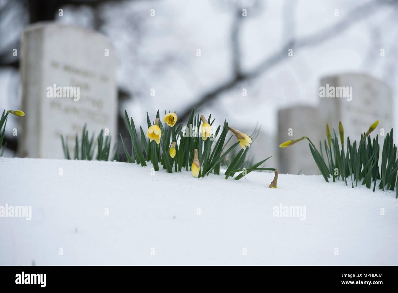 Daffodils bloom under snow and ice in Arlington National Cemetery’s ...