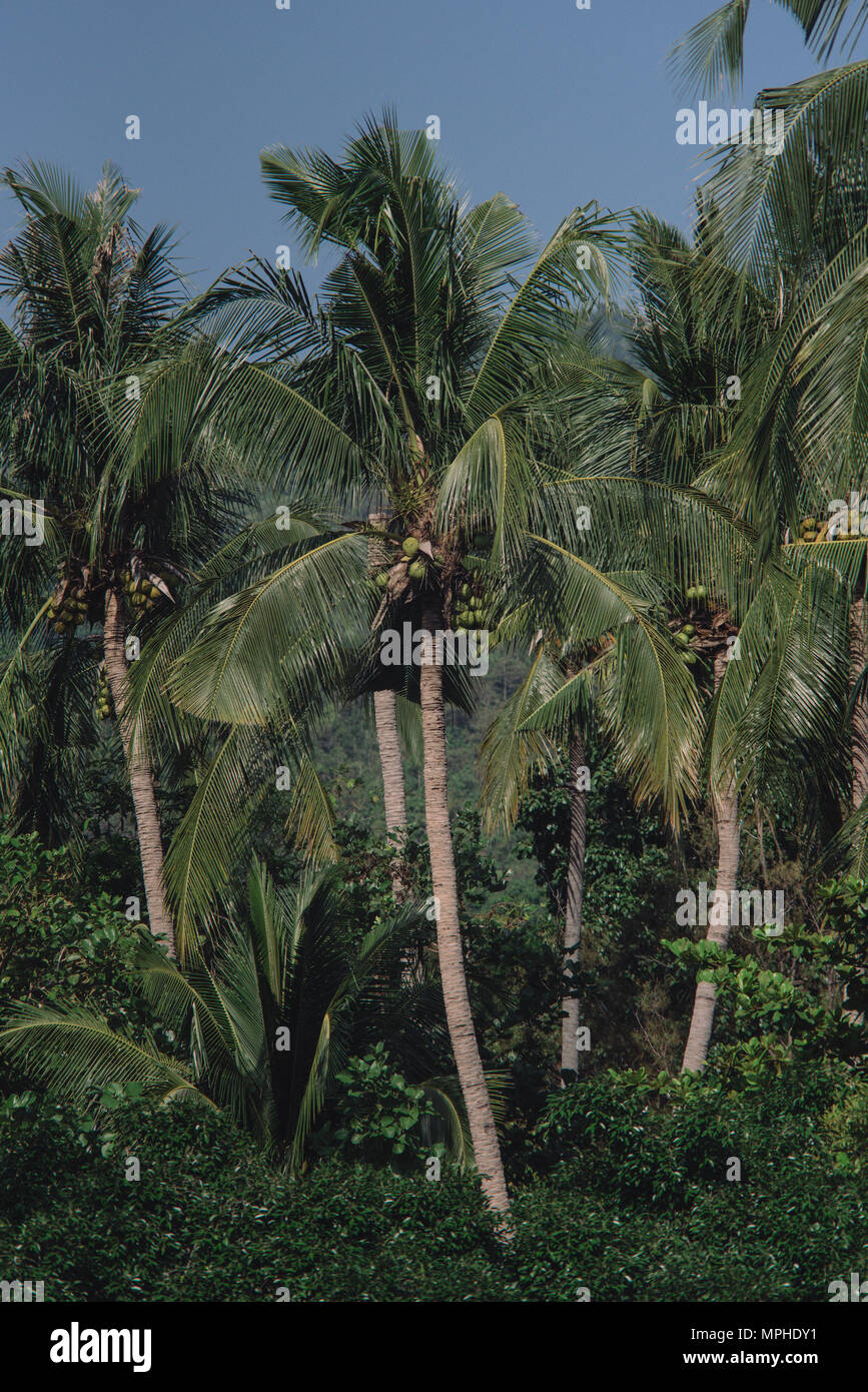 Coconut forest hi-res stock photography and images - Alamy