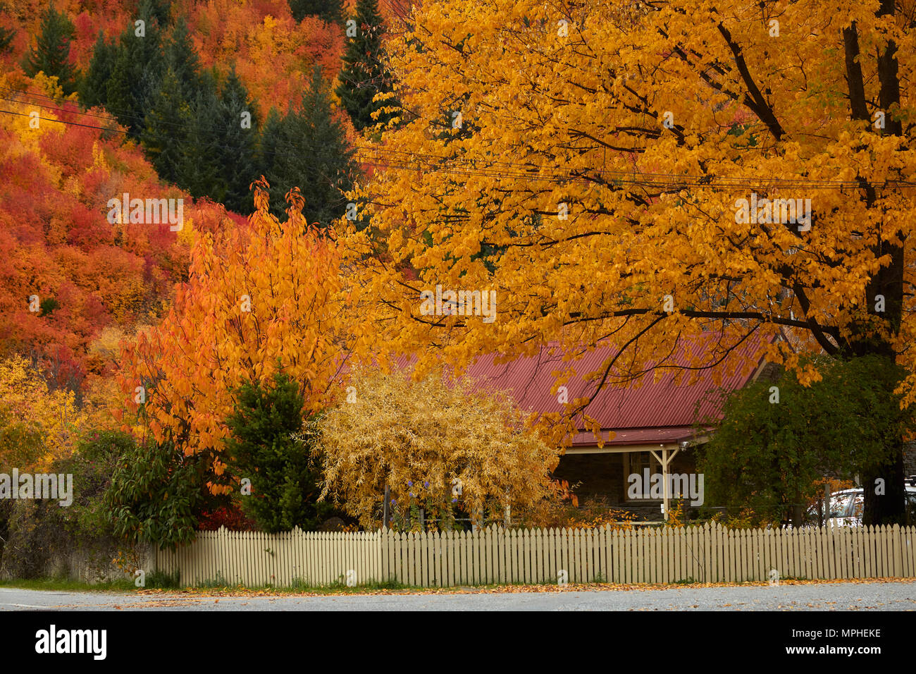 Autumn colours, Arrowtown, near Queenstown, Otago, South Island, New ...
