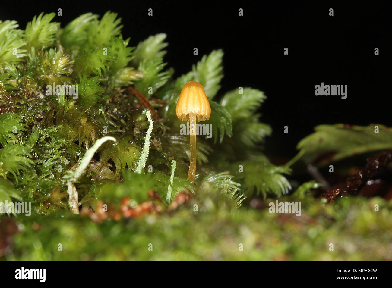 Creepy fungi hi-res stock photography and images - Alamy