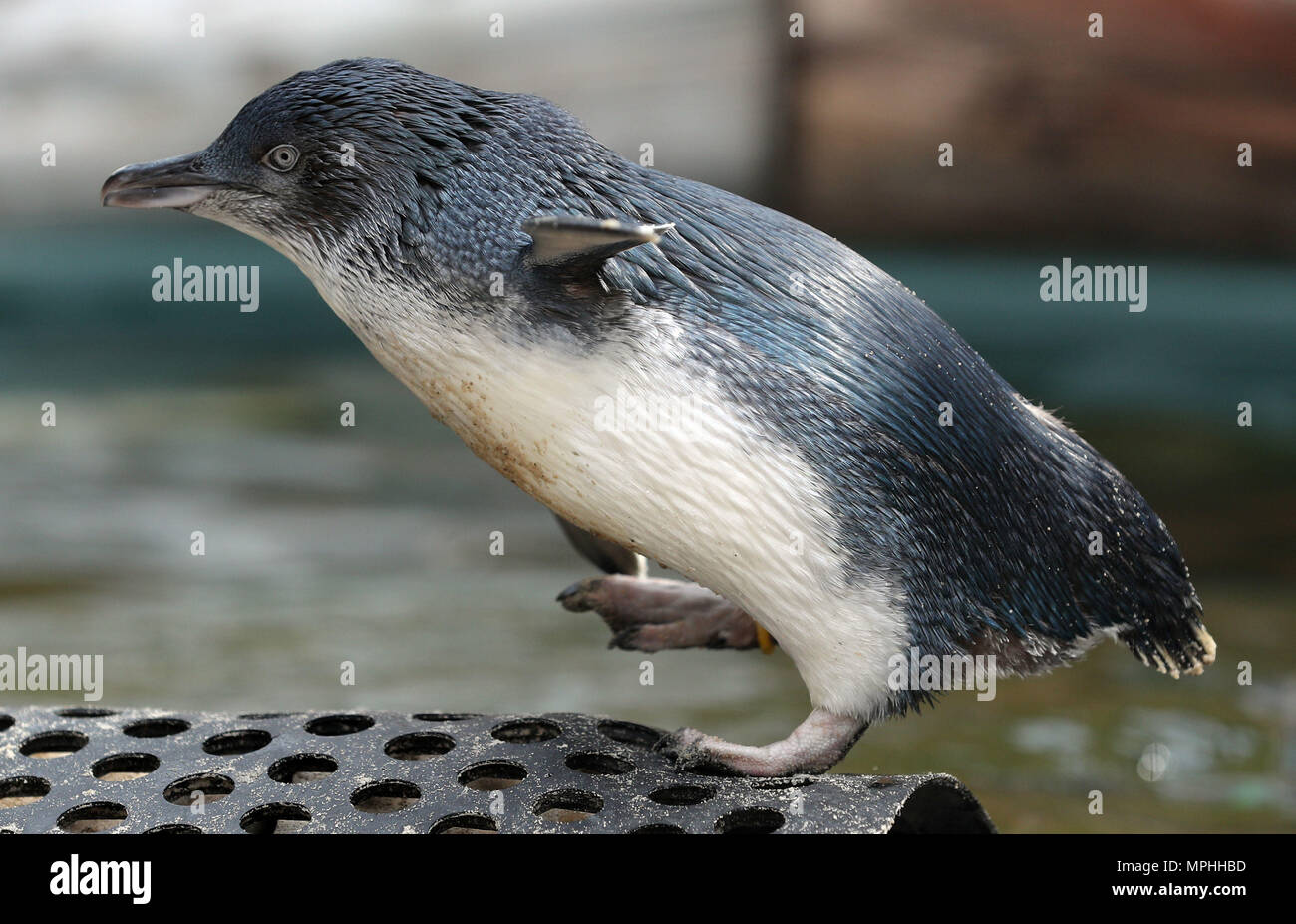 Little blue penguin hi-res stock photography and images - Alamy