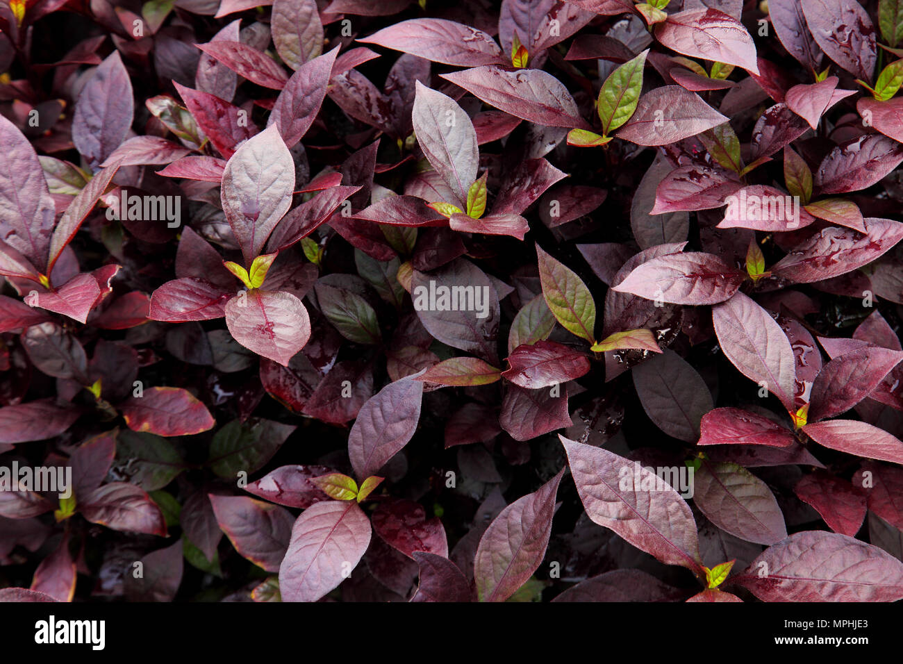 Botanic spring seamless pattern hi-res stock photography and images - Alamy