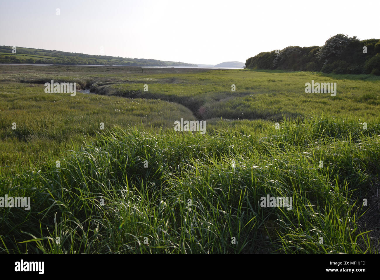 Marsh grasses hi-res stock photography and images - Alamy