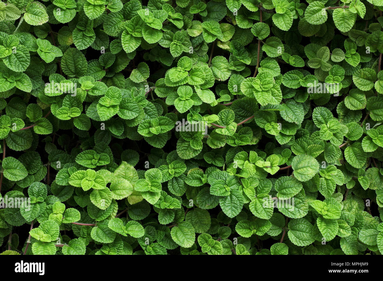 Green Leaves Pattern / Natural Pattern Background Stock Photo - Alamy