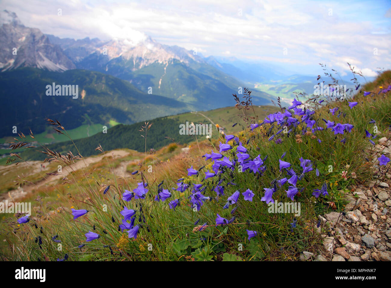 Violet in Val Pusteria, Dolomite - Italy Stock Photo - Alamy