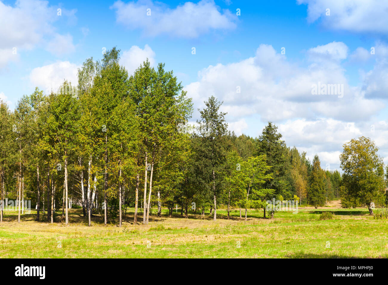 Rural Finnish landscape in summer day, trees grow near green meadow ...