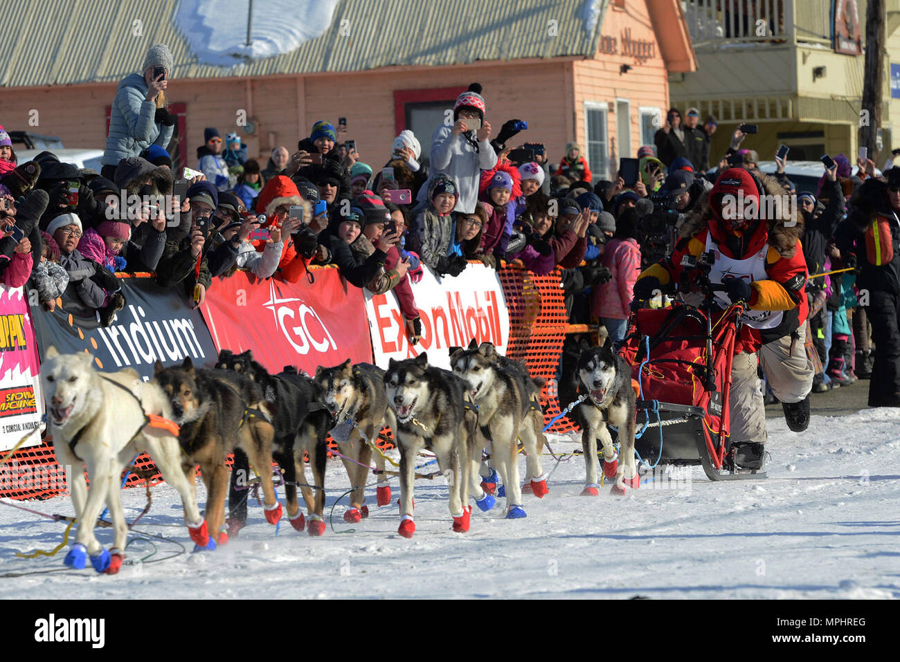 Mitch Seavey rides to the finish line of the 45th Iditarod Trail Sled ...