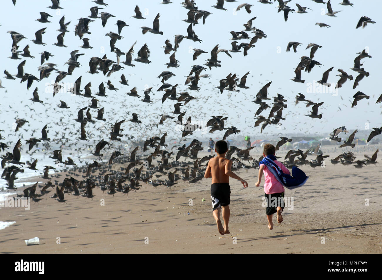 Bird chasing hi-res stock photography and images - Alamy
