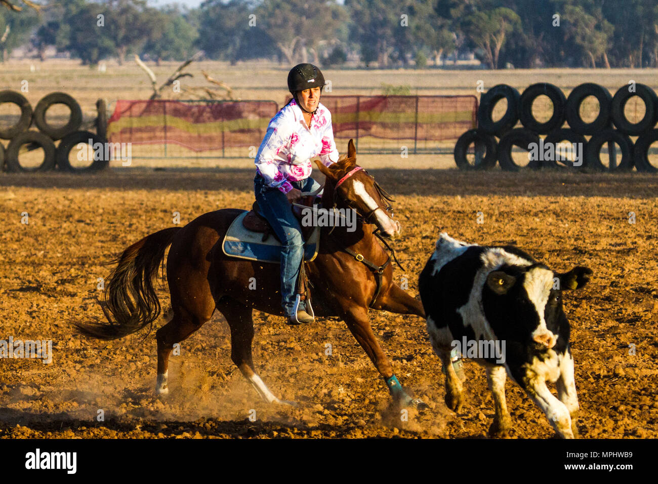 A female rider, riding a bay horse, drives and black and white steer at ...