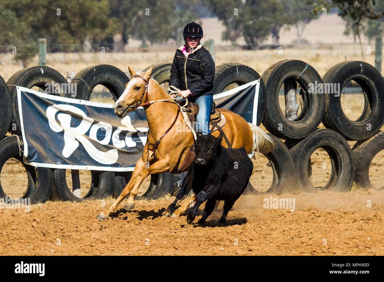Roan horse hi-res stock photography and images - Alamy