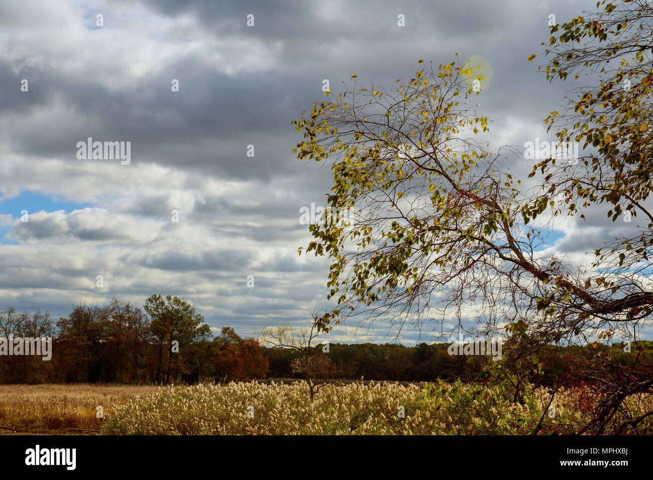 Blue sky with clouds through autumn crowns Stock Photo - Alamy