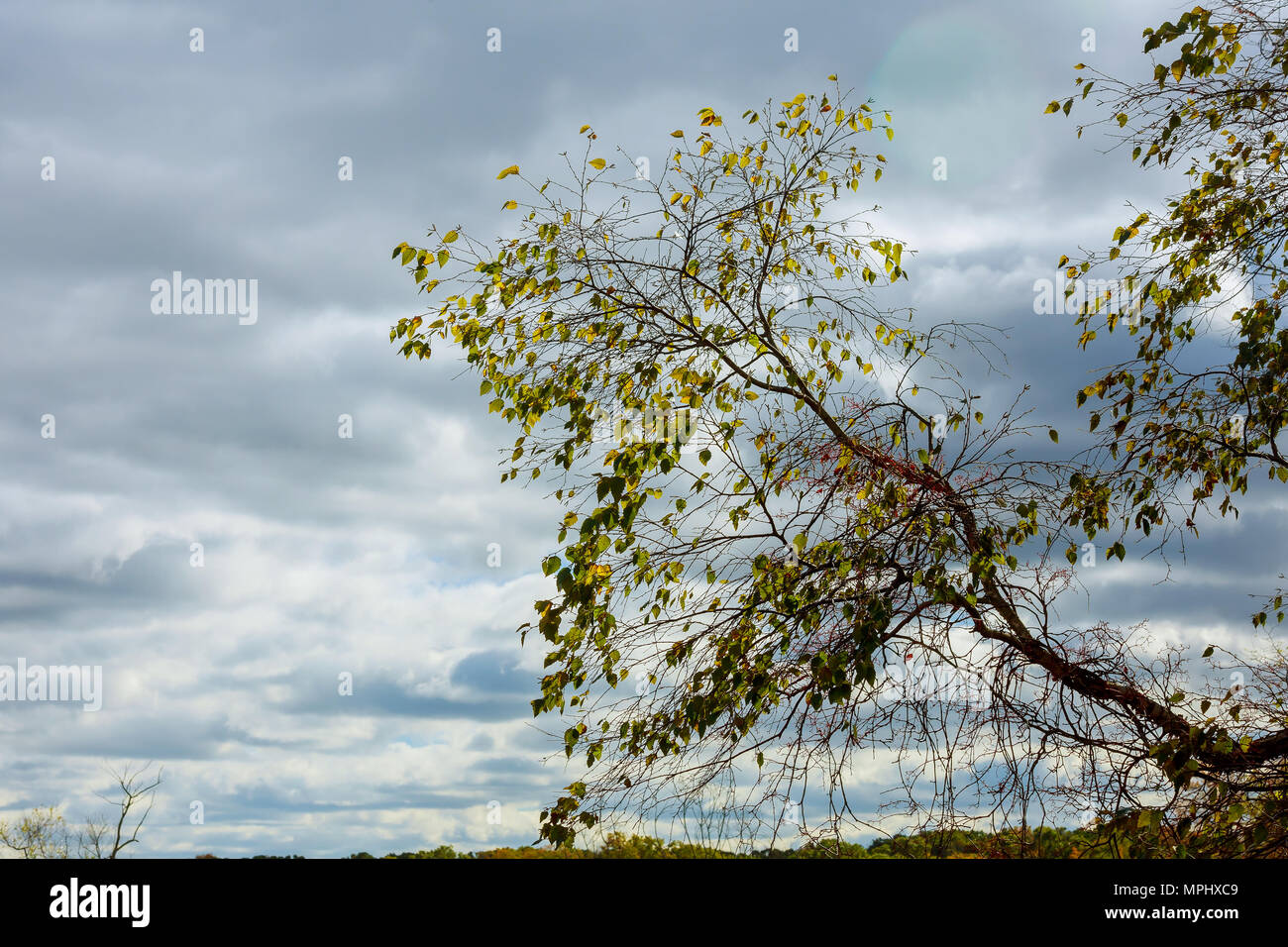 Trees in autumn on sky background, october Stock Photo - Alamy