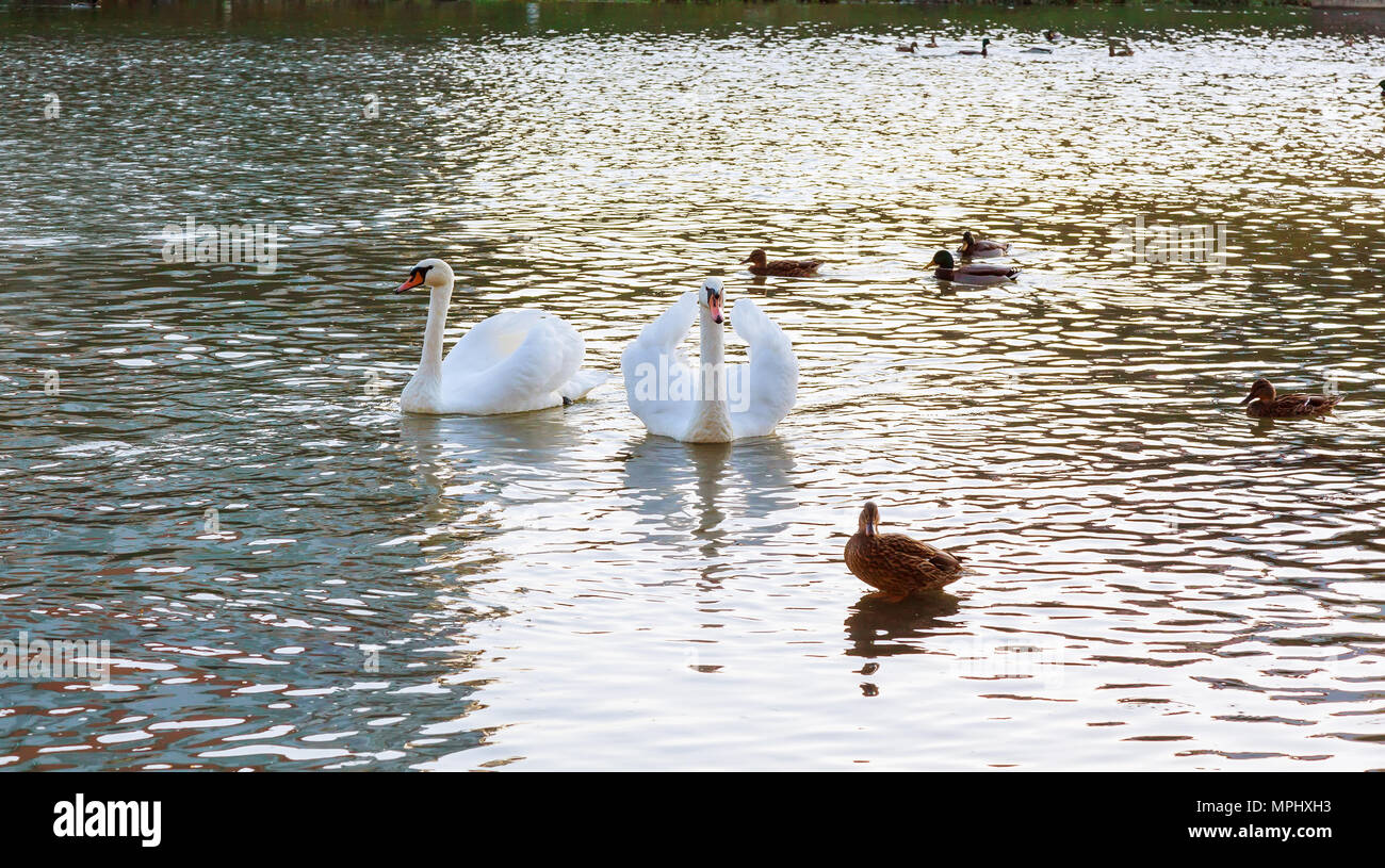 Two swans in canal hi-res stock photography and images - Alamy