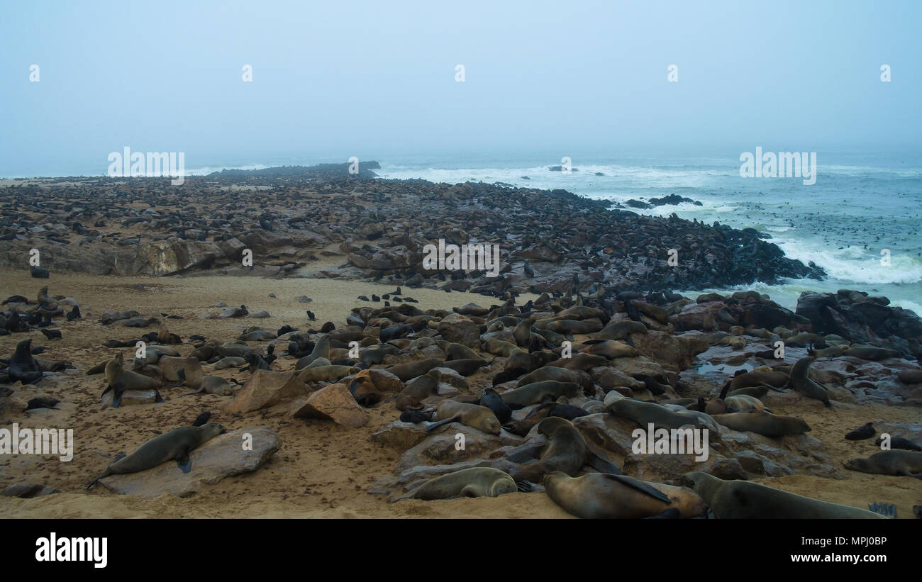 Crowded seal colony hi-res stock photography and images - Alamy