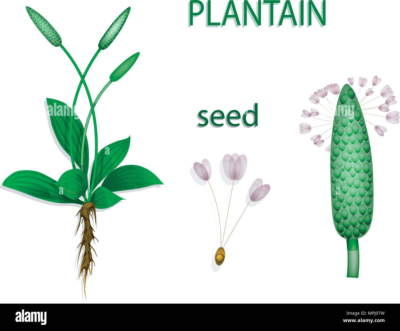 Leaf on green layer Stock Vector Images - Alamy