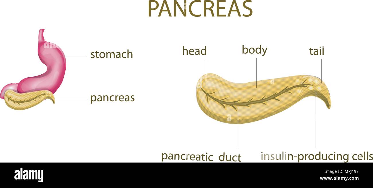Pancreatic gland hi-res stock photography and images - Alamy