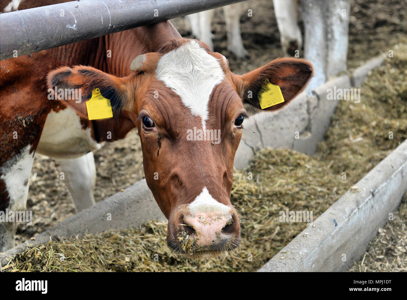cows eat feed on the farm Stock Photo - Alamy