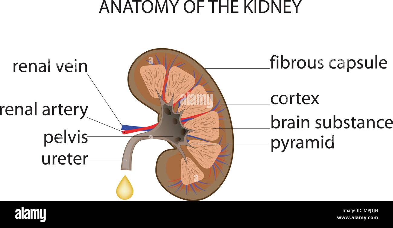 Kidney structure hi-res stock photography and images - Alamy