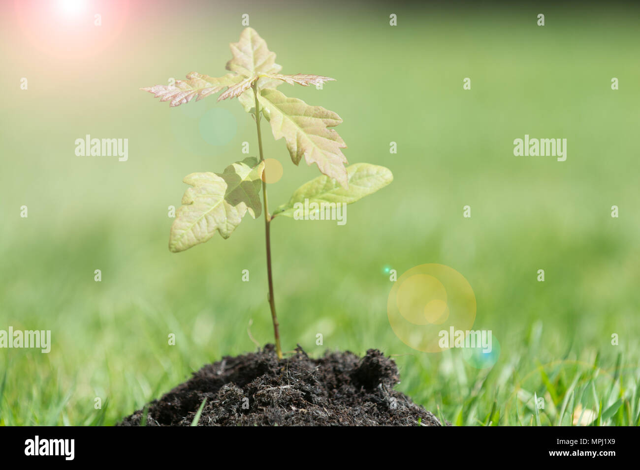 New grass from seed hi-res stock photography and images - Alamy